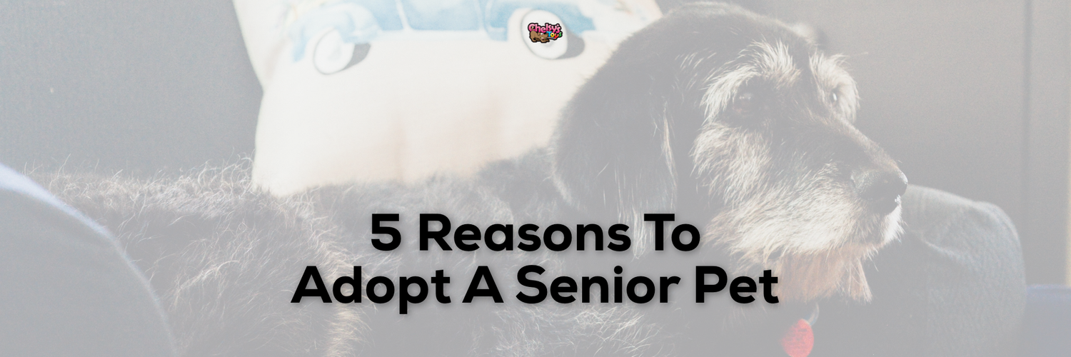 5 Reasons to Adopt a Senior Pet – Chelsy's Toys